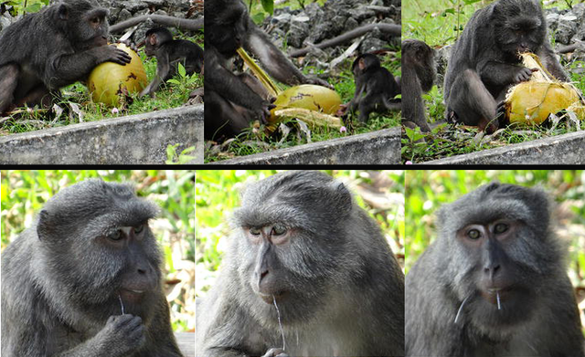 The macaques who care about dental hygiene - IndiaBioscience