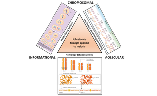 The triangle connect: the three levels to teaching meiosis ...