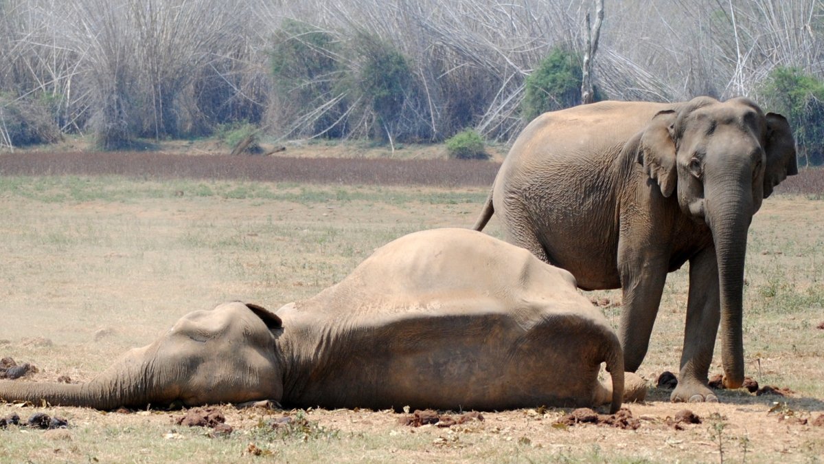 How Do Elephants Find Mates
