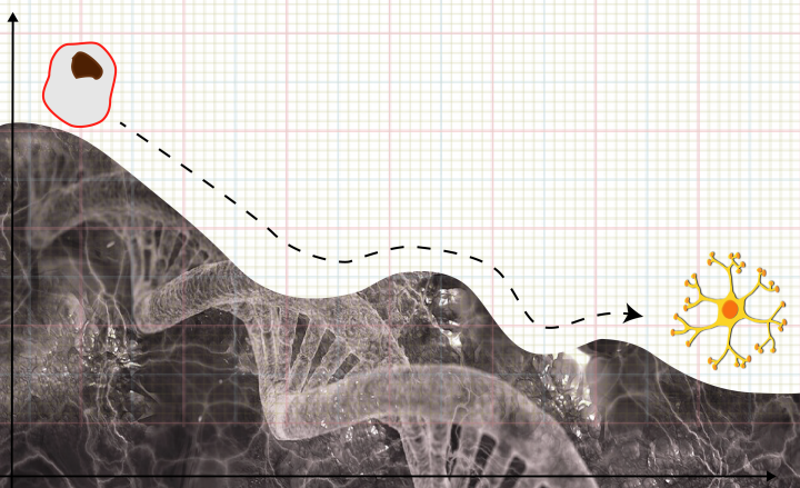 A physicist’s take on understanding stem cell differentiation ...