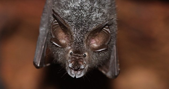 The insect-eating bats of Chikmagalur - IndiaBioscience