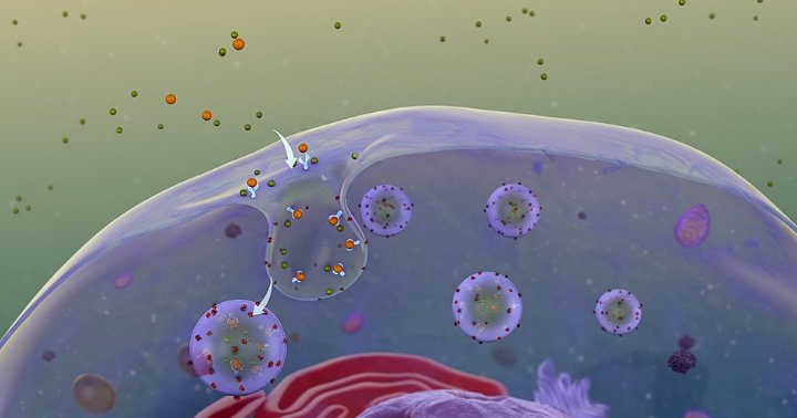 A new insight into cellular recycling - IndiaBioscience