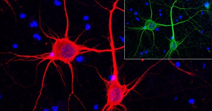 The inside story of a symbiotic discovery - IndiaBioscience