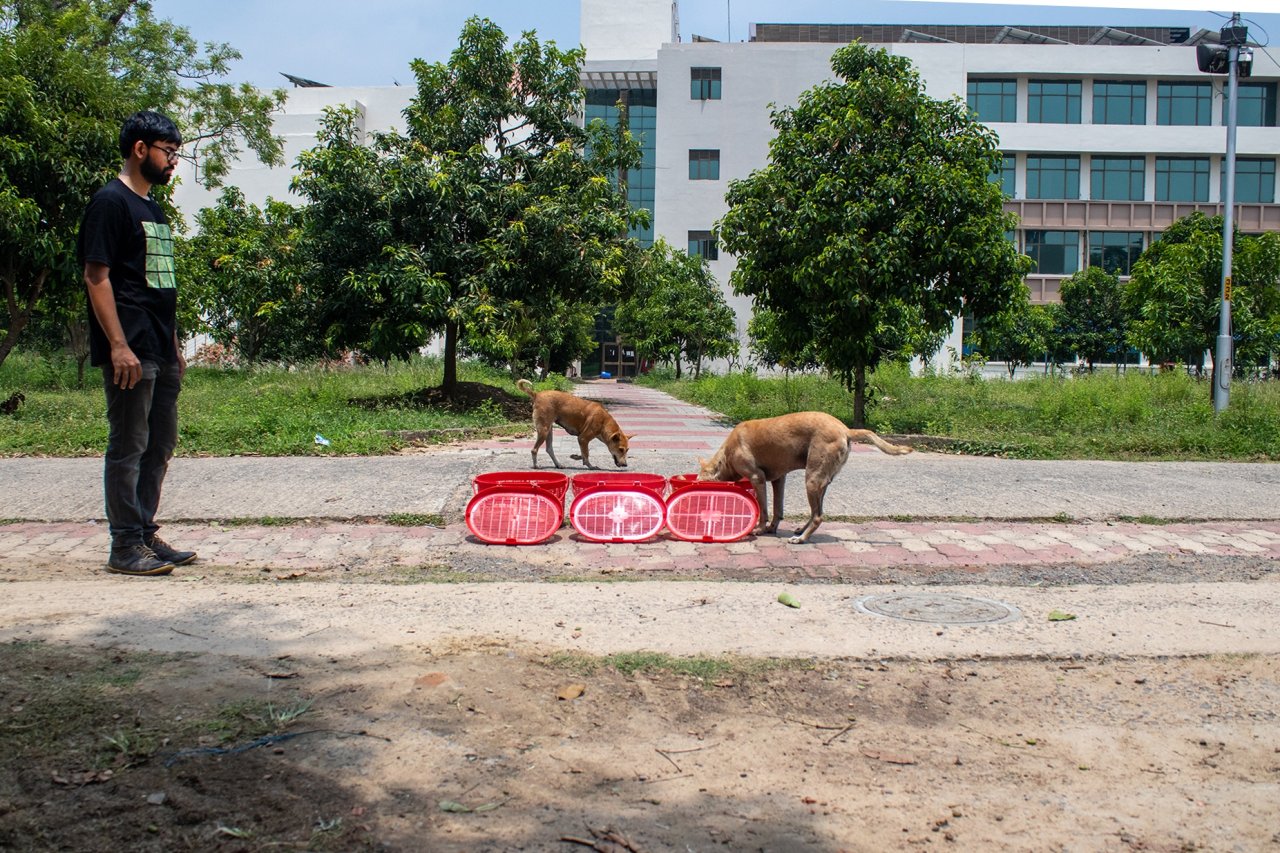 Stray but strategic: Street dogs use different strategies when ...