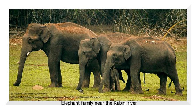 Using genetics to analyze elephants in conflict - IndiaBioscience