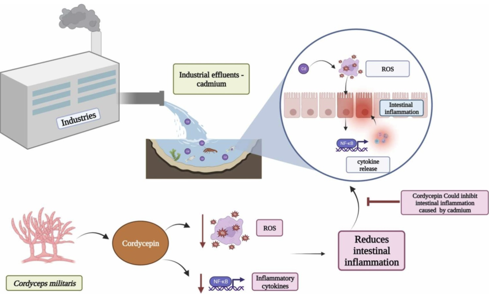 Cordycepin emerges as a potential therapeutic agent for cadmium-induced ...