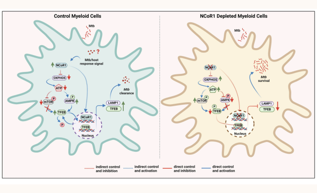 Inside the battle with tuberculosis: NCoR1's impact on the immune ...