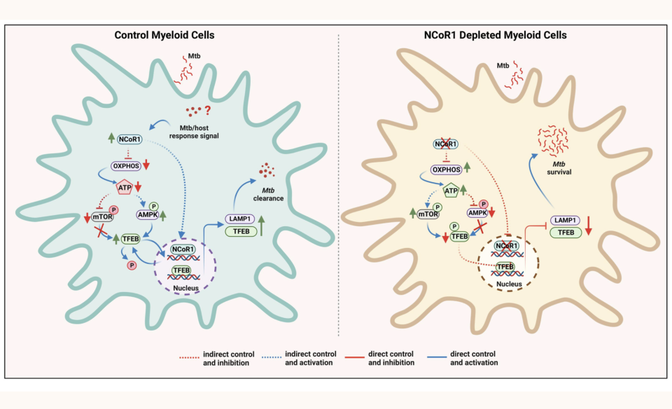 Inside the battle with tuberculosis: NCoR1's impact on the immune ...
