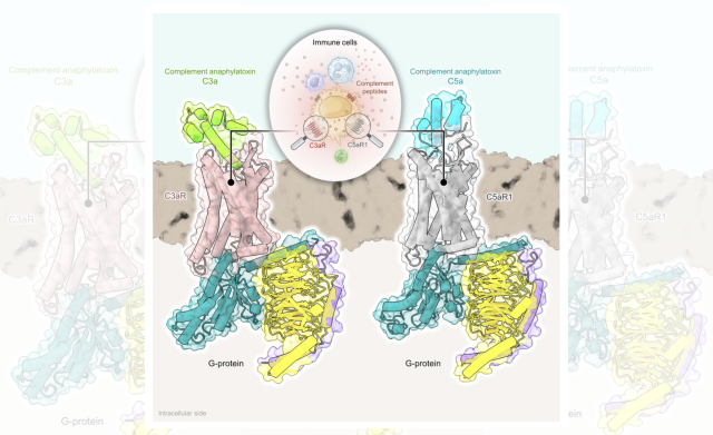 Structures provide the answer for the complement system - IndiaBioscience