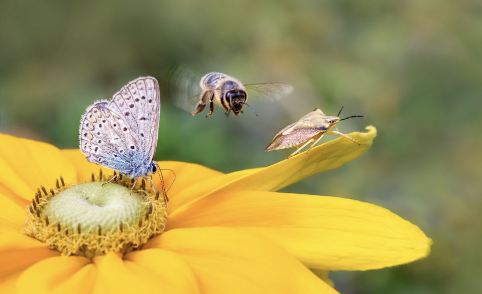 Insects in a warming world - IndiaBioscience