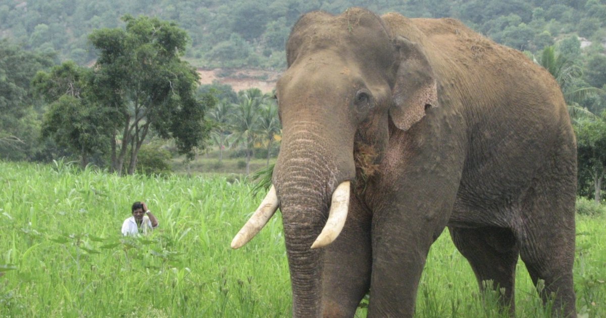 Guardians of the night: Conservation dogs fostering human-elephant ...