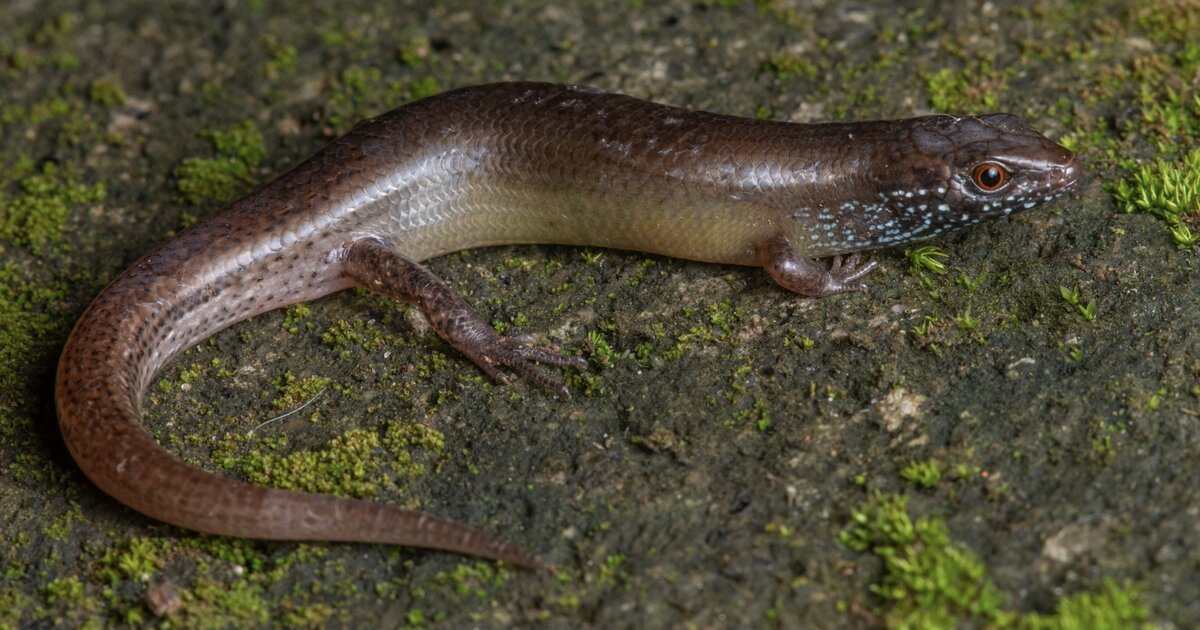 An endemic Sri Lankan skink population found on the Indian coast ...