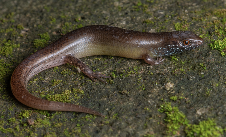 An endemic Sri Lankan skink population found on the Indian coast ...