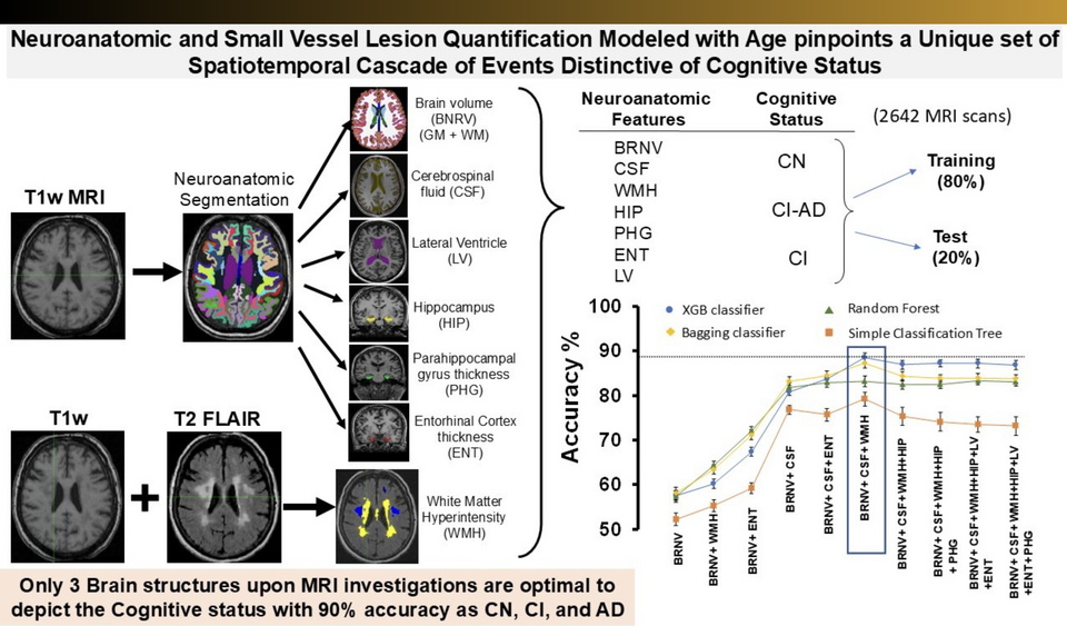 Can our brains age before us? Decoding brain ageing with neuroimaging ...