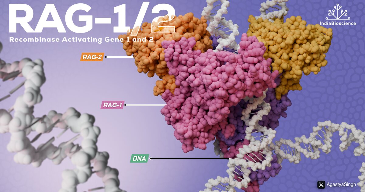 Recombinase Activating Gene 1 and 2 - IndiaBioscience