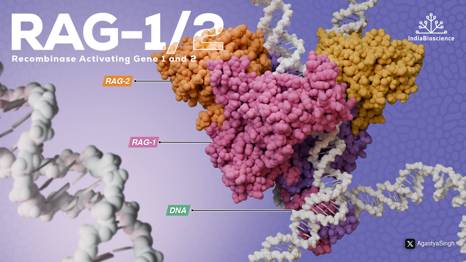 Recombinase Activating Gene 1 and 2 - IndiaBioscience