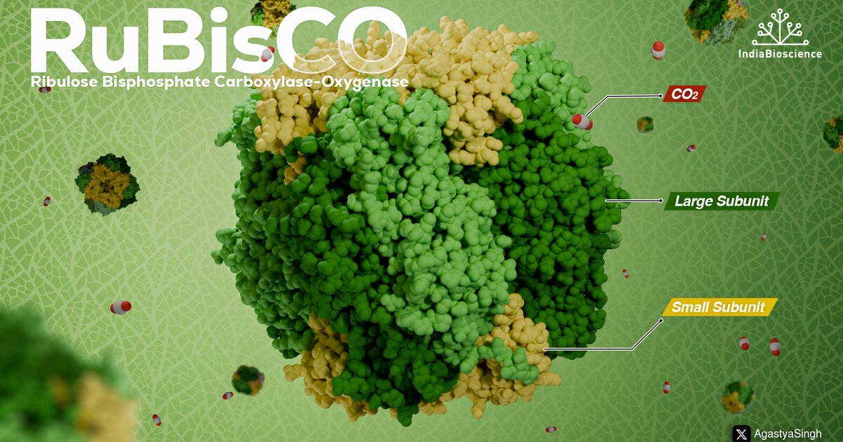 RuBisCO - IndiaBioscience