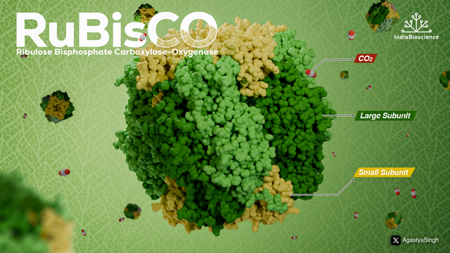 RuBisCO - IndiaBioscience