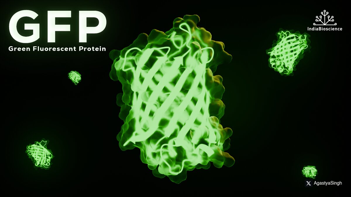 Green Fluorescent Protein Research