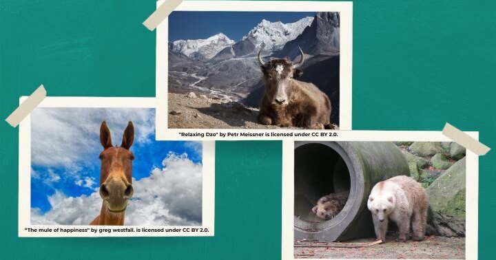 Sterile hybrids in nature: Biological limits or evolutionary assets ...