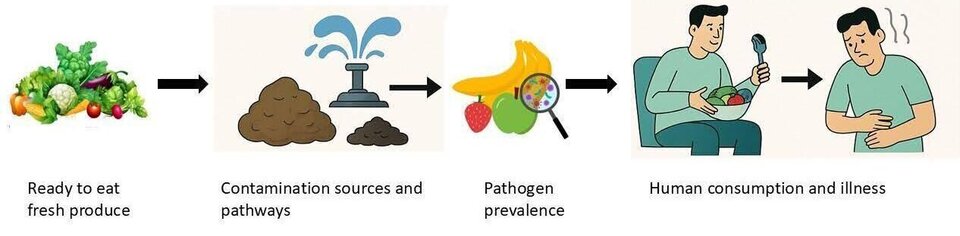 Farming in the age of superbugs: Are enteric pathogens becoming ...