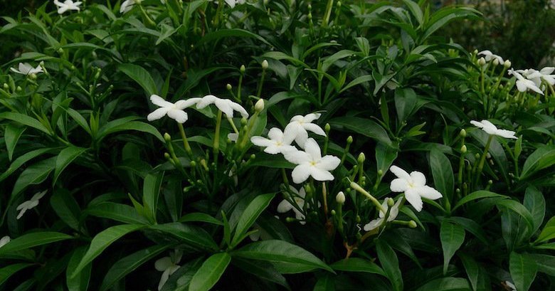 A New Hope to combat Kala-azar - IndiaBioscience