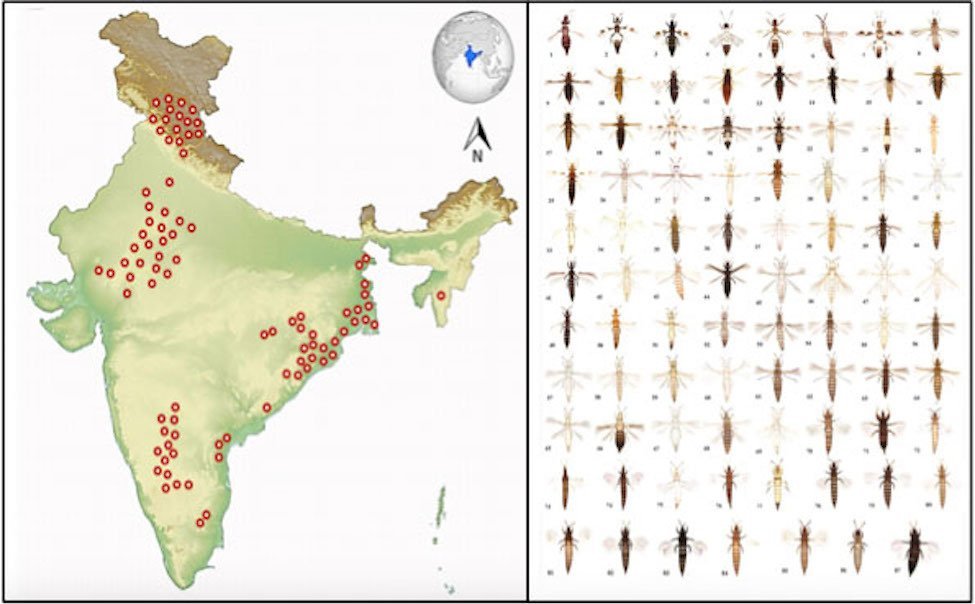 Bringing precision into pest identification - IndiaBioscience